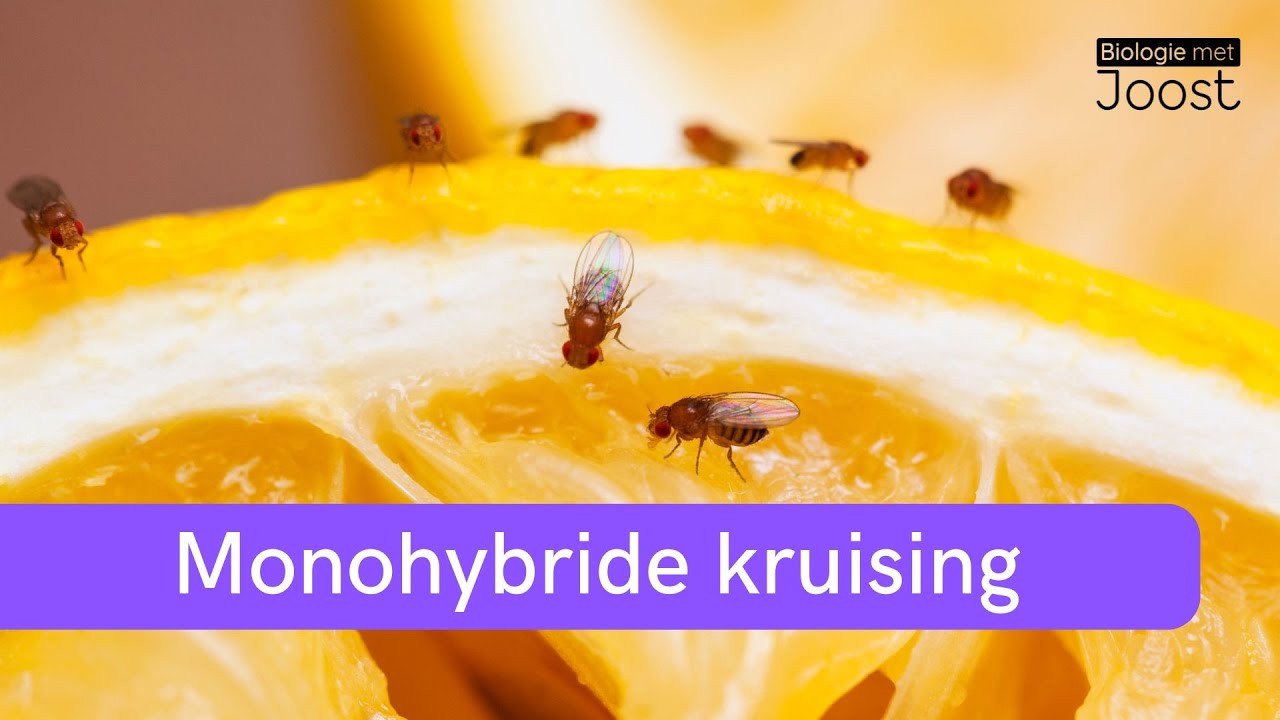 Monohybride kruising stap voor stap | Genotype & fenotype voorspellen ...
