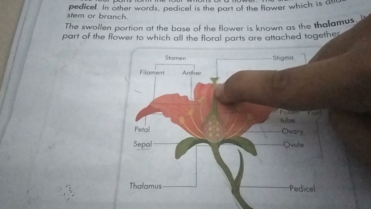 Pollination chapter class 5 science - YouTube