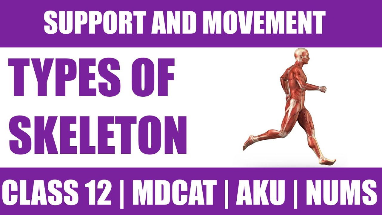 SKELETON TYPES DETAIL | SUPPORT AND MOVEMENT | EASY EXPLAINED | 11,12 ...