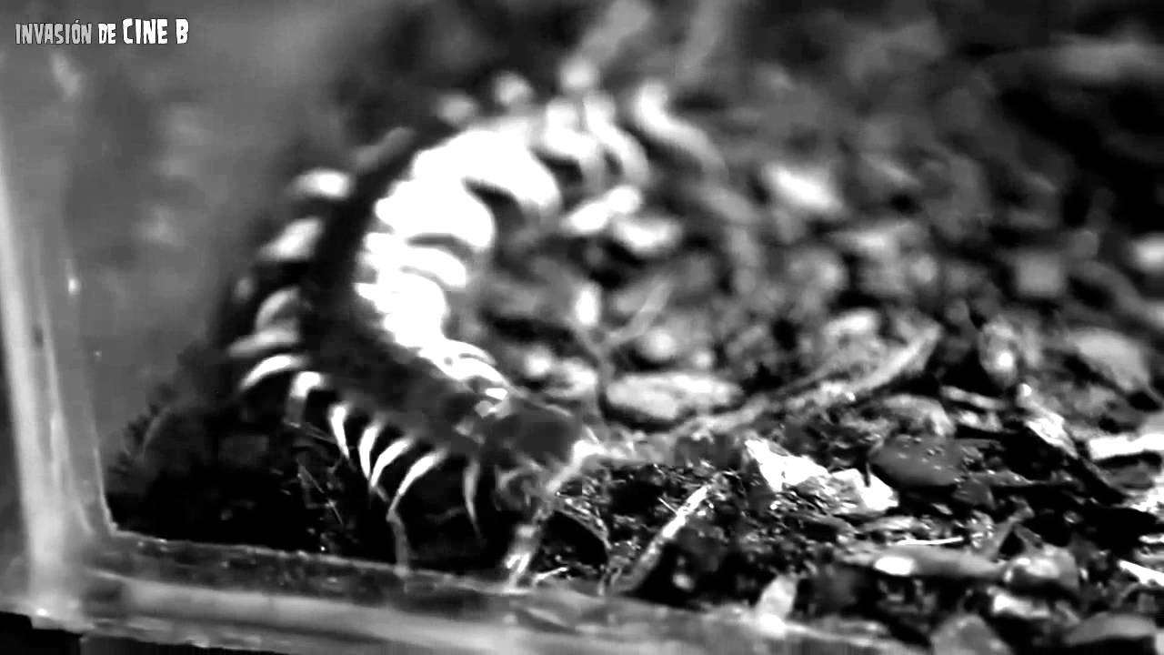 The Human Centipede 2 (Full Sequence) (2011) - Trailer - YouTube