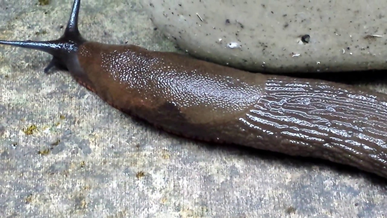 'Giant Slug' ambles across the patio looking for food - YouTube