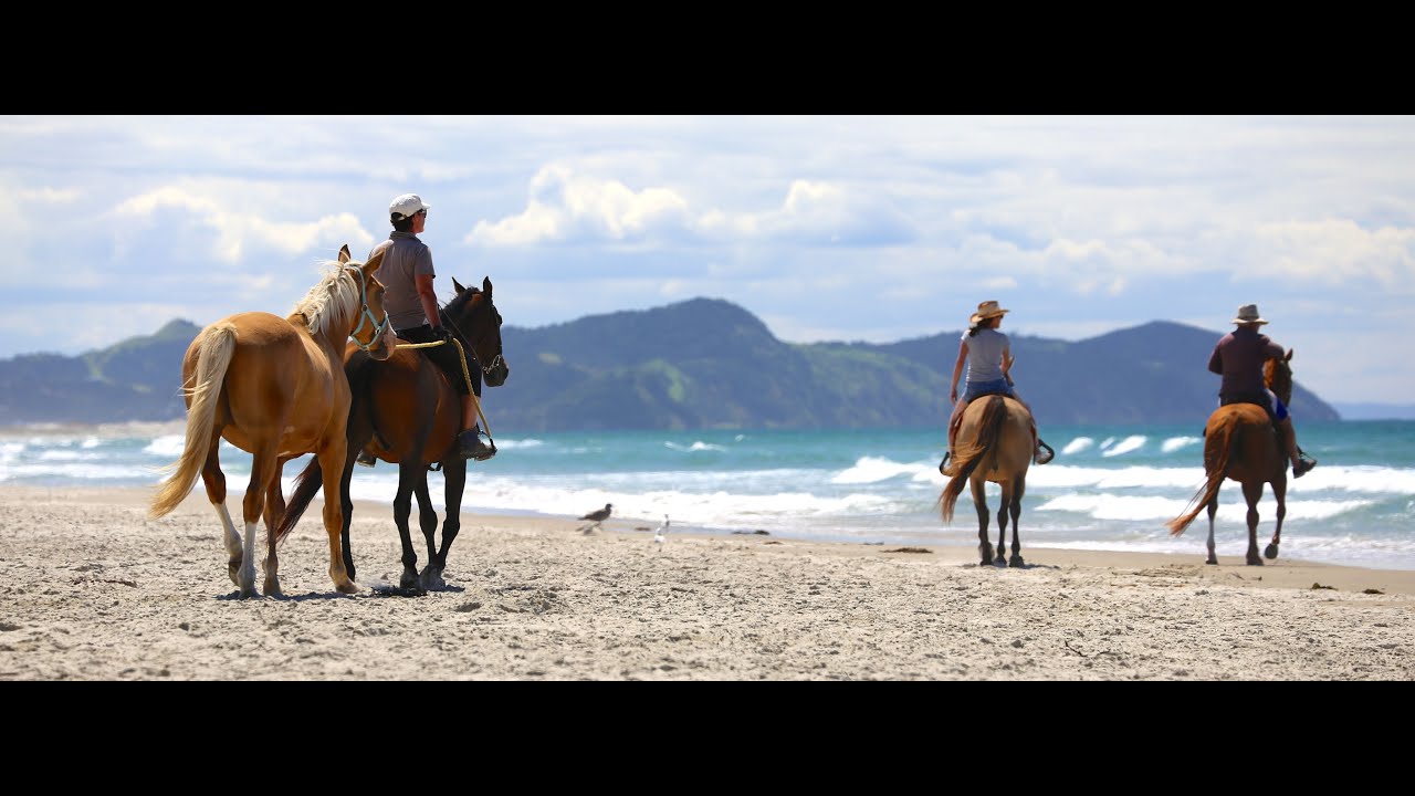 Horsome Times at Your Point Counselling and Coaching - YouTube