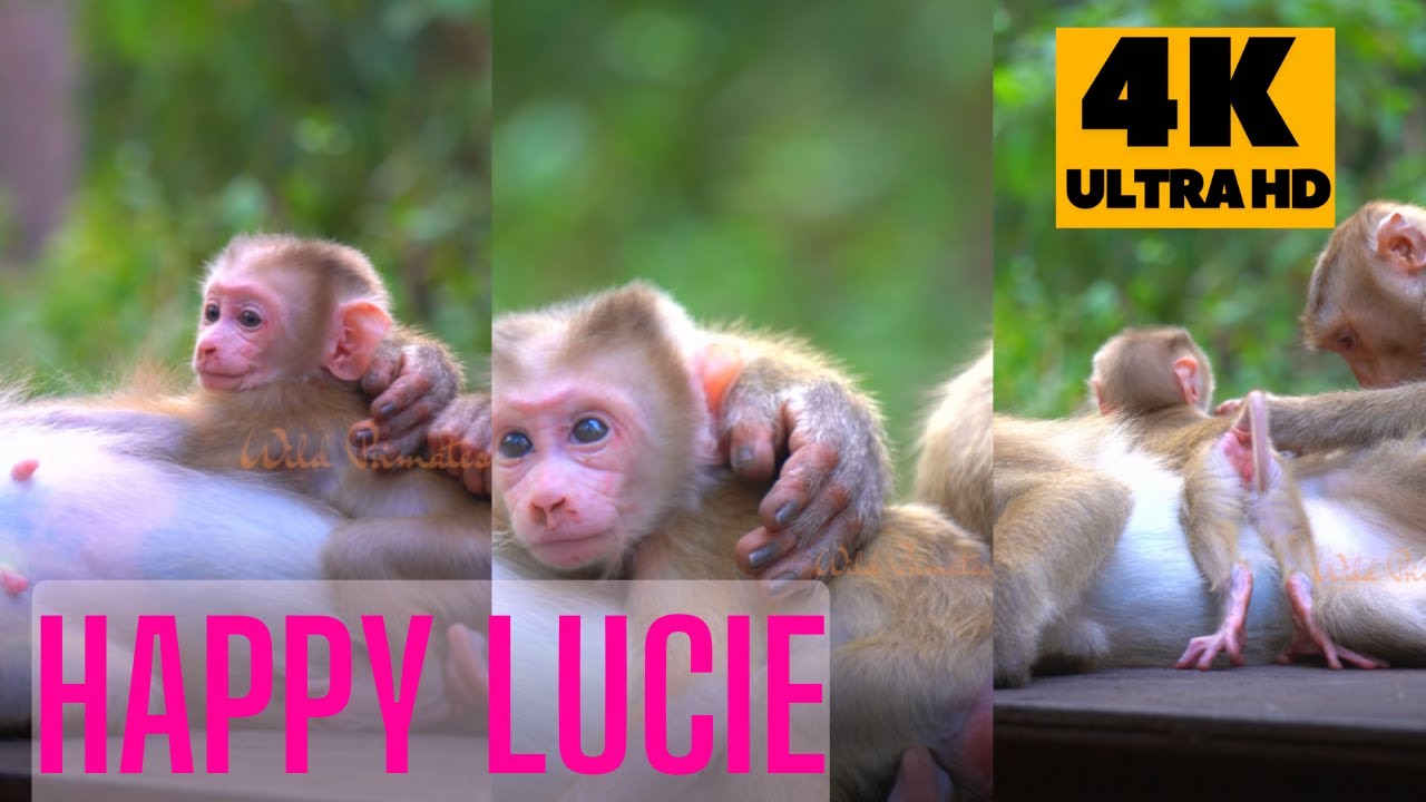 Newborn monkey Lucie is so blessed to sleep on mom's chest Luna | Wild ...
