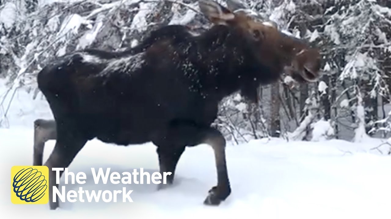 Moose Tracks In Snow