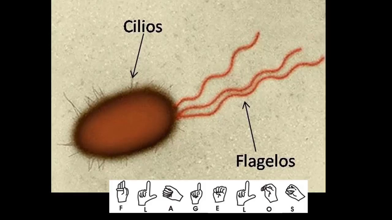 21 - Flagelos - YouTube