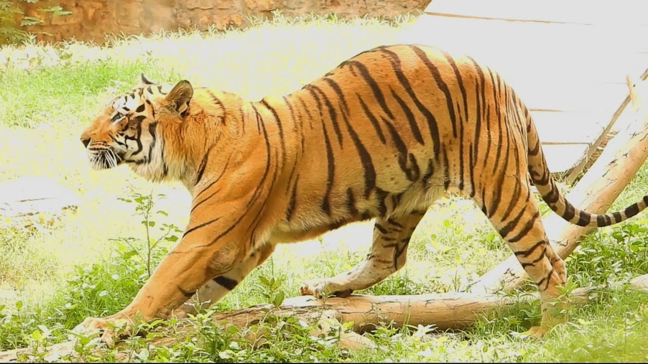 Tiger stretching after just coming from home | Zoological Park - YouTube