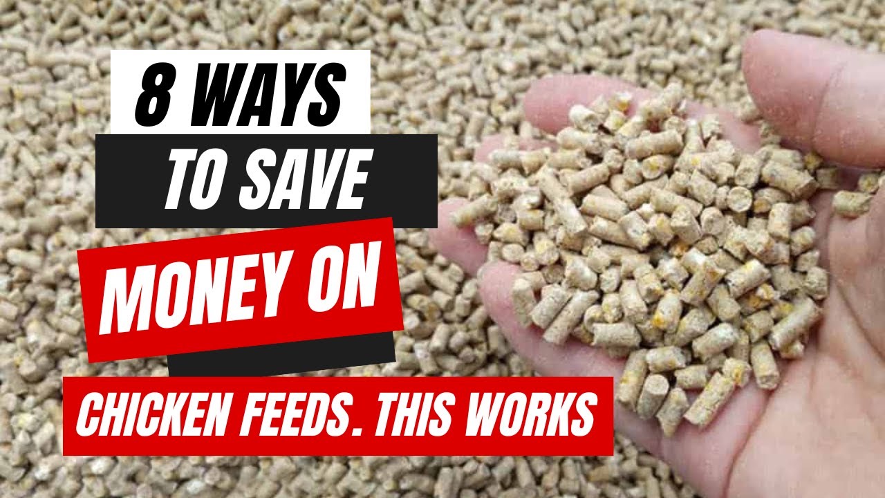 Feed Smarter, Not Harder: 8 Proven Ways to Save Money on Chicken Feed ...