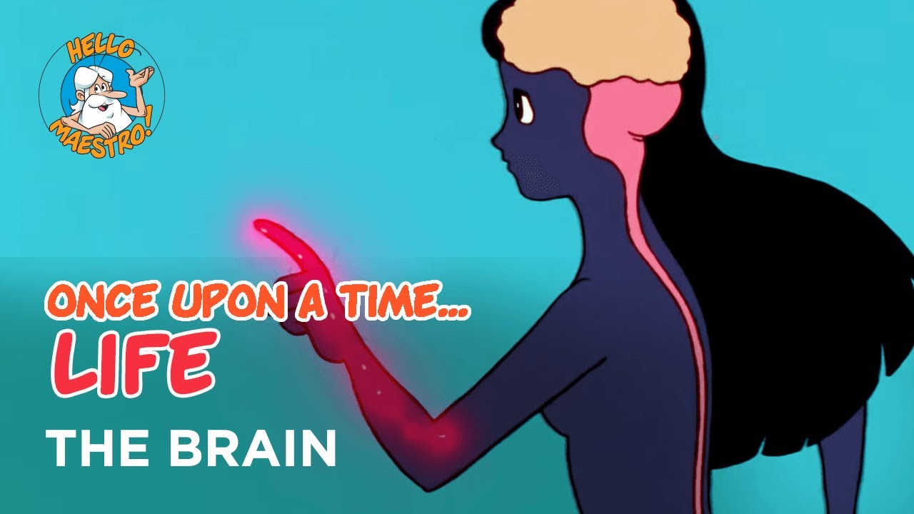 Once Upon a Time... Life - The brain - YouTube