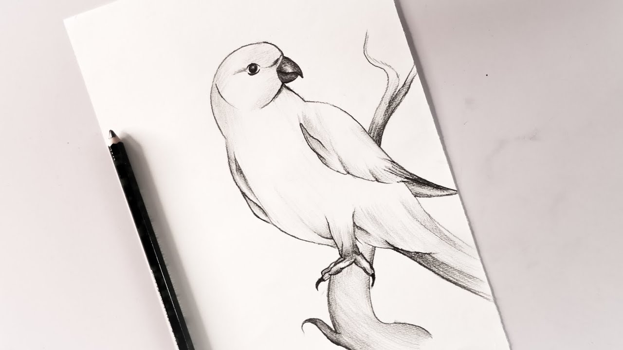 beautiful & easy parrot pencil drawing /rohit ratan arts - YouTube