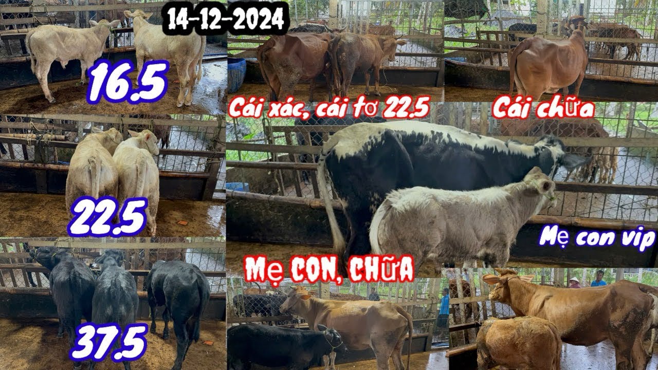 Báo giá 3bộ mẹ con, cái bê, cái xác và cái thịt. Đực kem và 3b, đực lứa ...