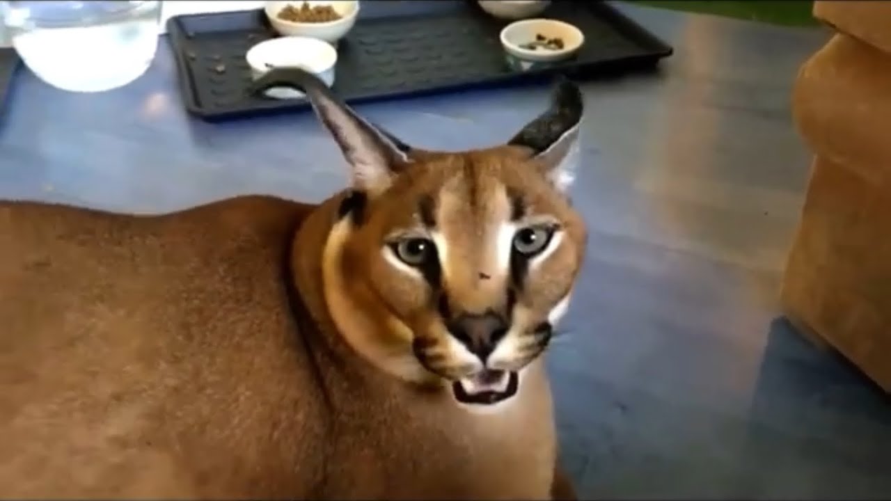 Floppa meow :3 - YouTube