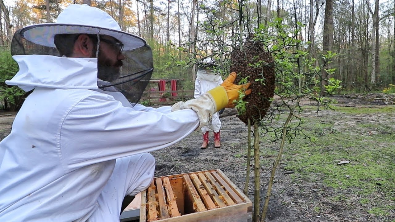 Trying to Catch a SWARM of Bees! (The Farm Life) - YouTube