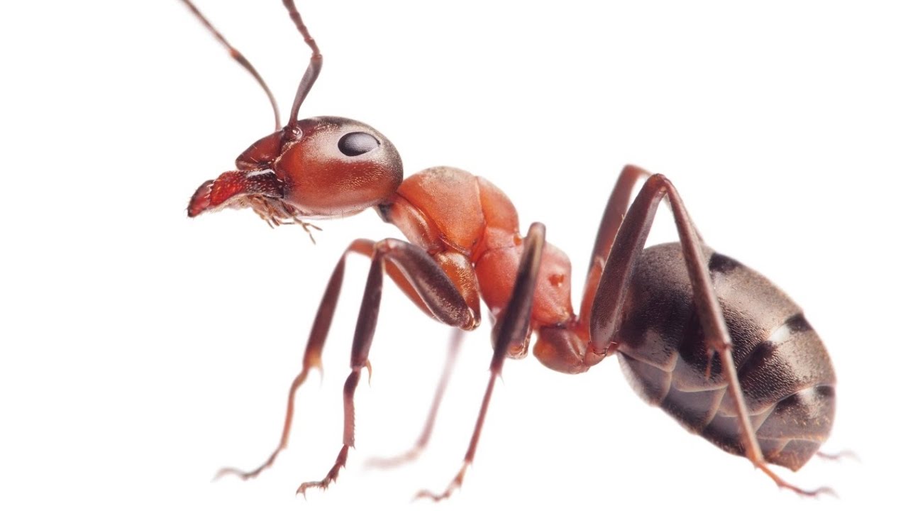 What Is The Purpose Of An Ant - YouTube