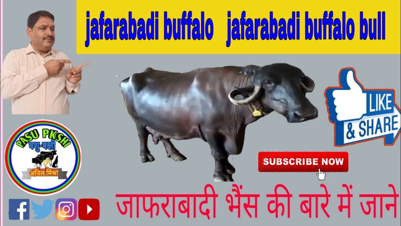 jafarabadi buffalo | jafarabadi bhains | जाफराबादी भैंस | jafarabadi ...