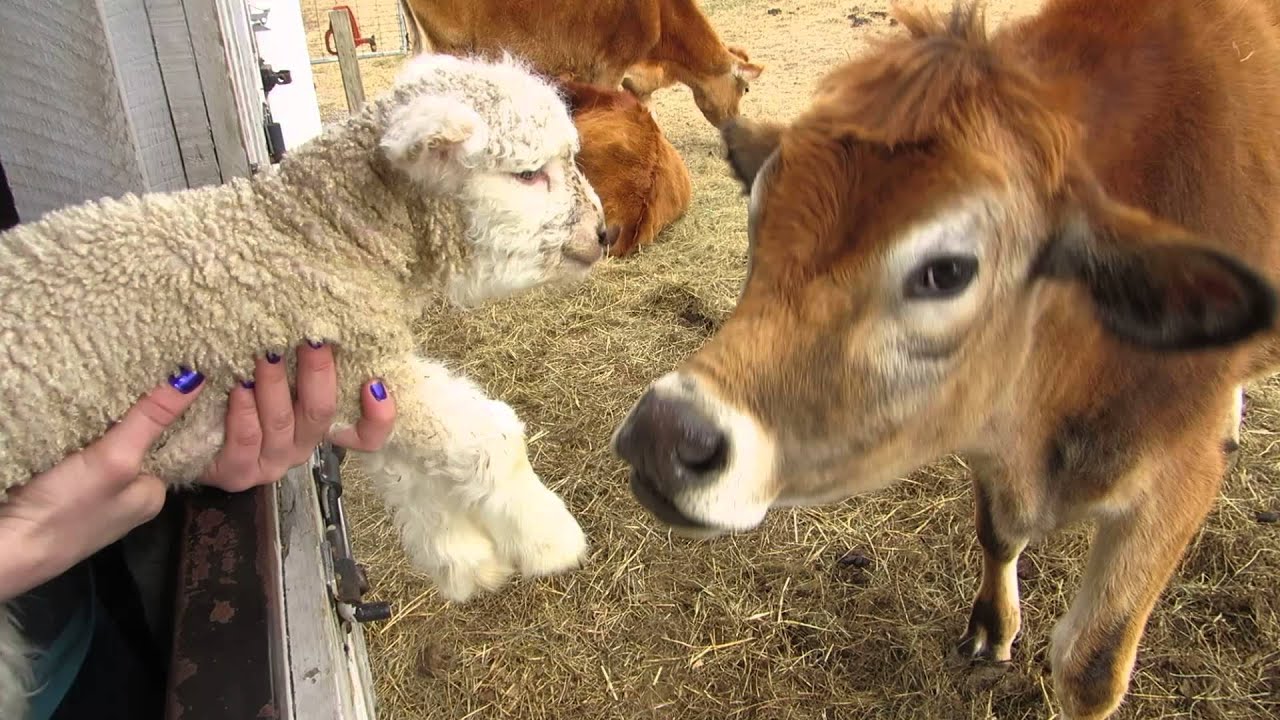 cow meets lamb - YouTube