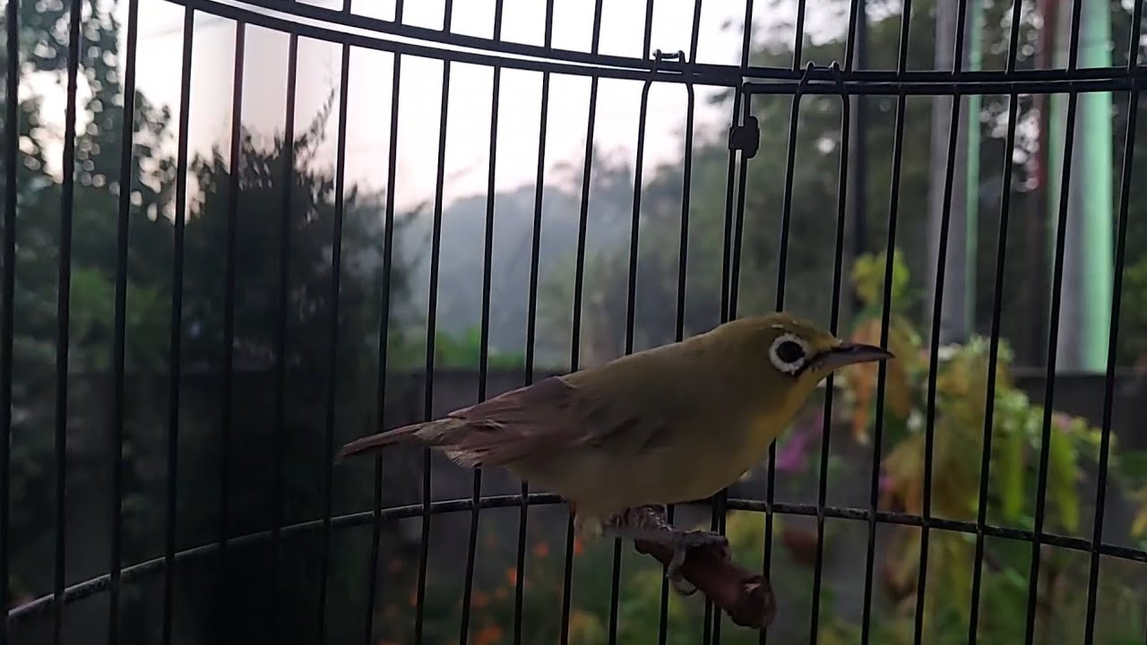 Masteran Burung Pleci Lombok Gacor Isian Rapat Durasi Panjang - Kecial Kuning Gacor Ngejos 68 ...
