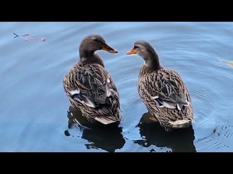 Nature | Ducks in nature swimming-sound of birds chirping, duck ...