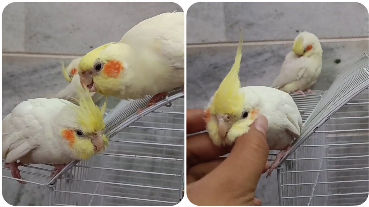 Chirpy Playtime 🥳🥰 : Four Cockatiels Engage in Adorable Games.#birds # ...