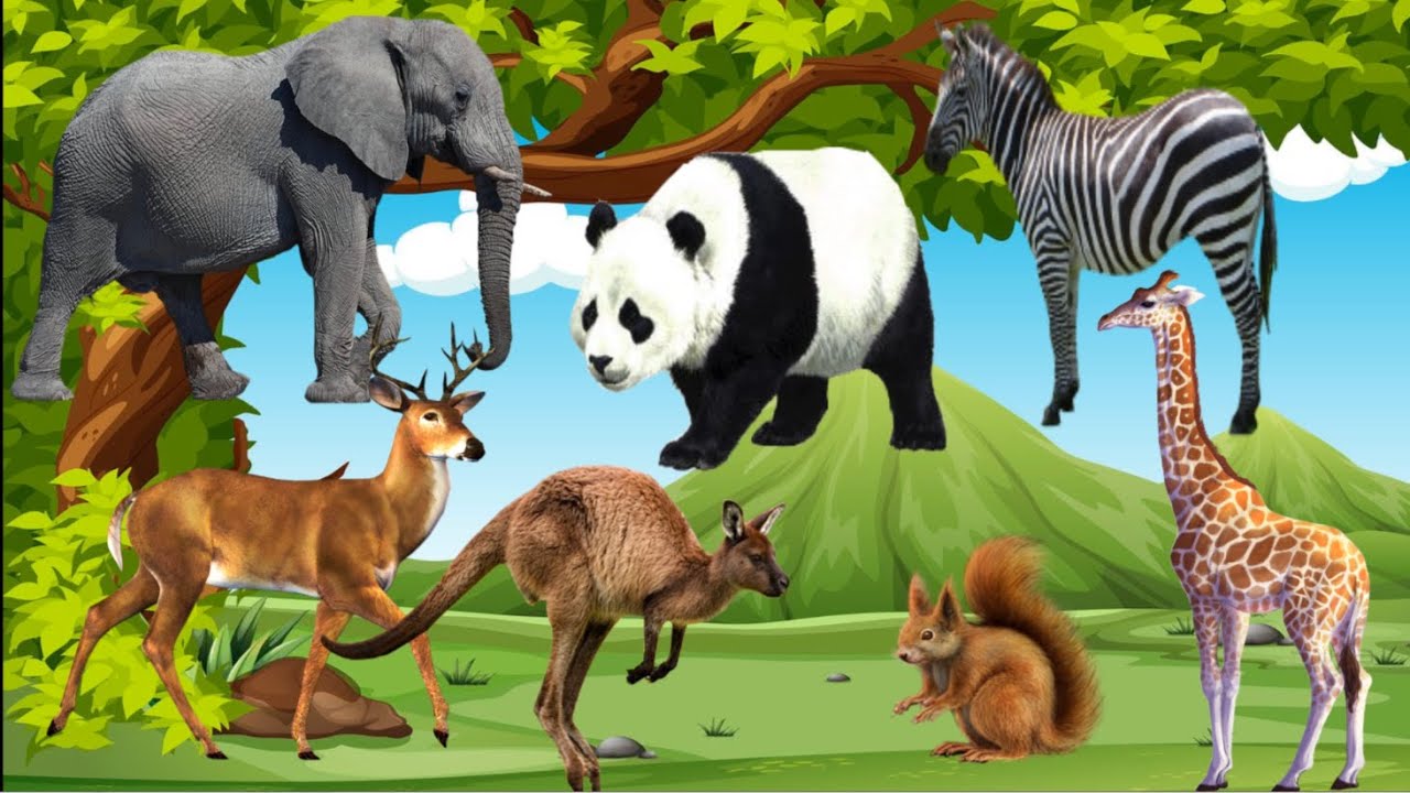 ՎԱՅՐԻ ԿԵՆԴԱՆԻՆԵՐ ԲՈՒՍԱԿԵՐՆԵՐ.KENDANINER/ДИКИЕ ЖИВОТНЫЕ Вегетарианцы ...