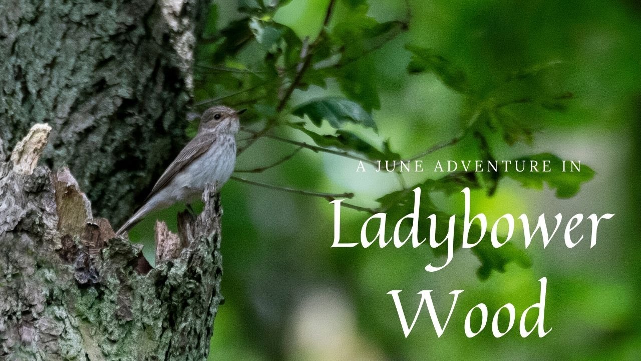 A June Adventure in Ladybower Wood - YouTube