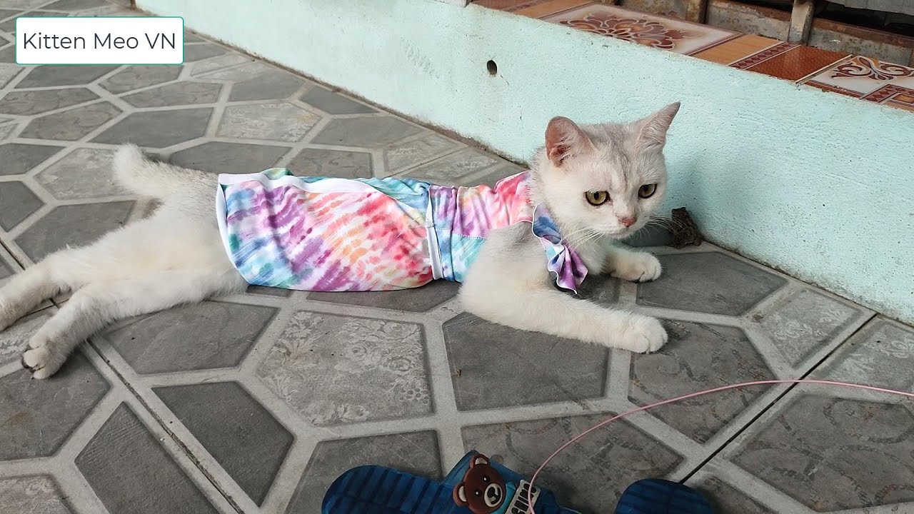 Min cat wears a colorful dress and has a small toad as her friend - YouTube