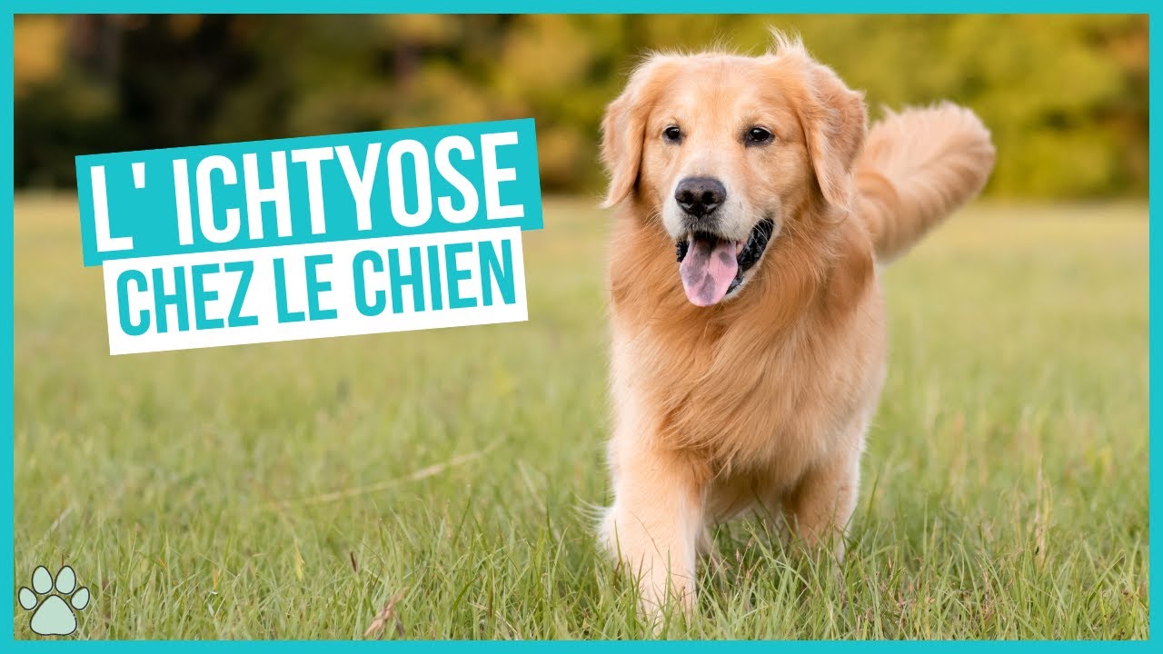 Ichtyose chez le chien : ce que vous devez savoir - YouTube