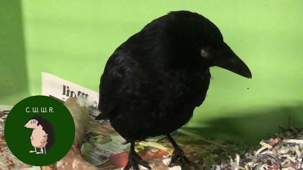 CW Wildlife Rescue - Giving a helping hand to an injured crow that ...
