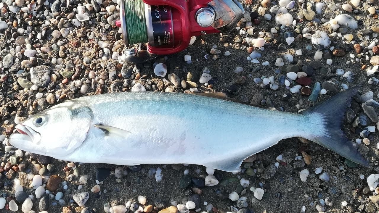 KAŞIK İLE LÜFER AVI - BLUEFİSH FİSHİNG - YouTube