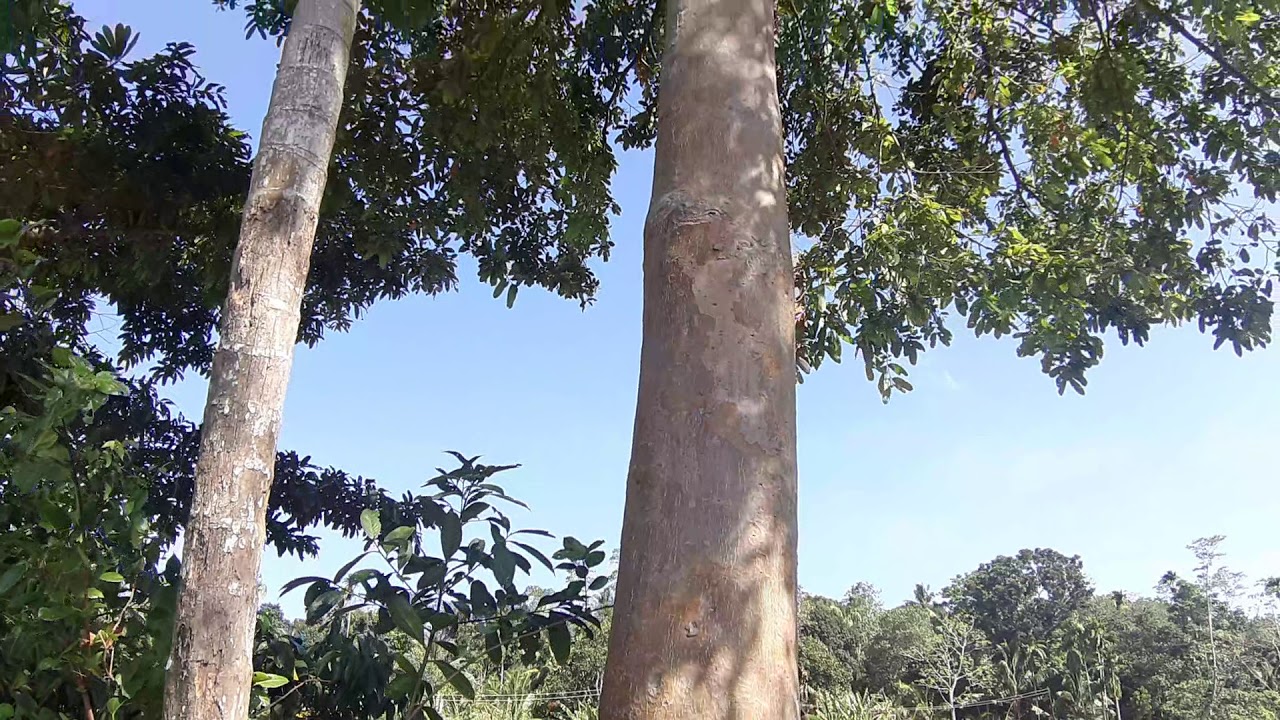 Kubuk Tree in Sri Lanka... - YouTube