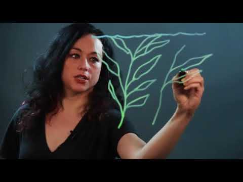 How to Draw Kelp - YouTube