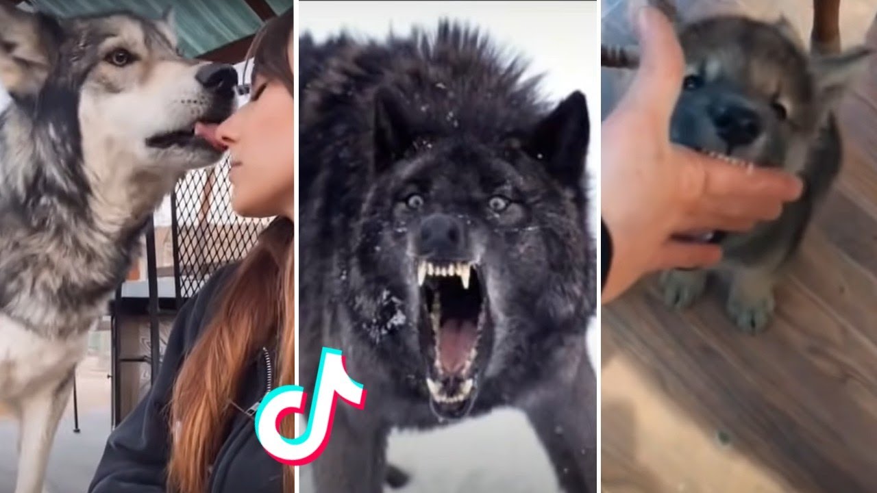 Wolf Side of Tiktok | Funny Wolf Videos - YouTube