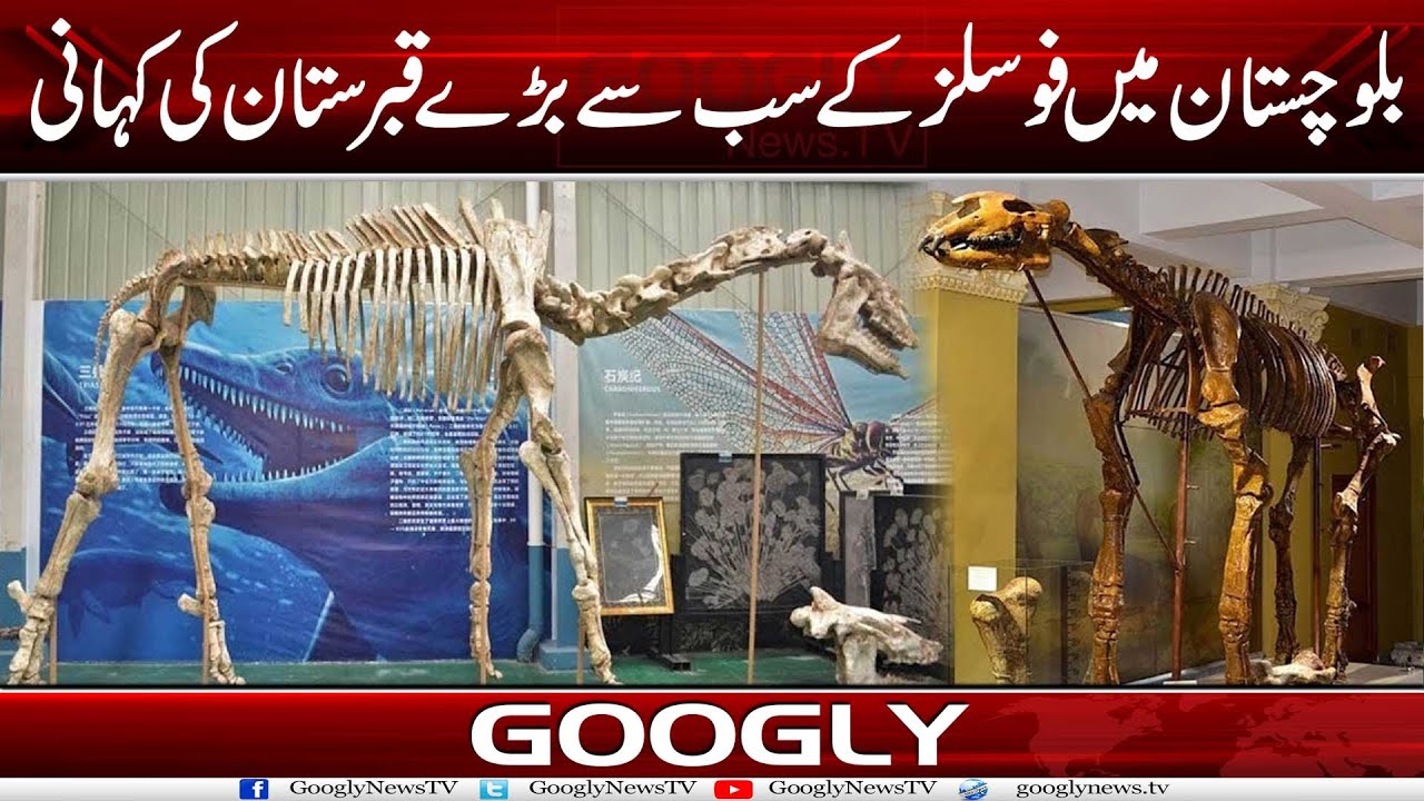 Balochistan Mein Fossils Kai Sab Sai Barray Qabristan Kei Kahani ...