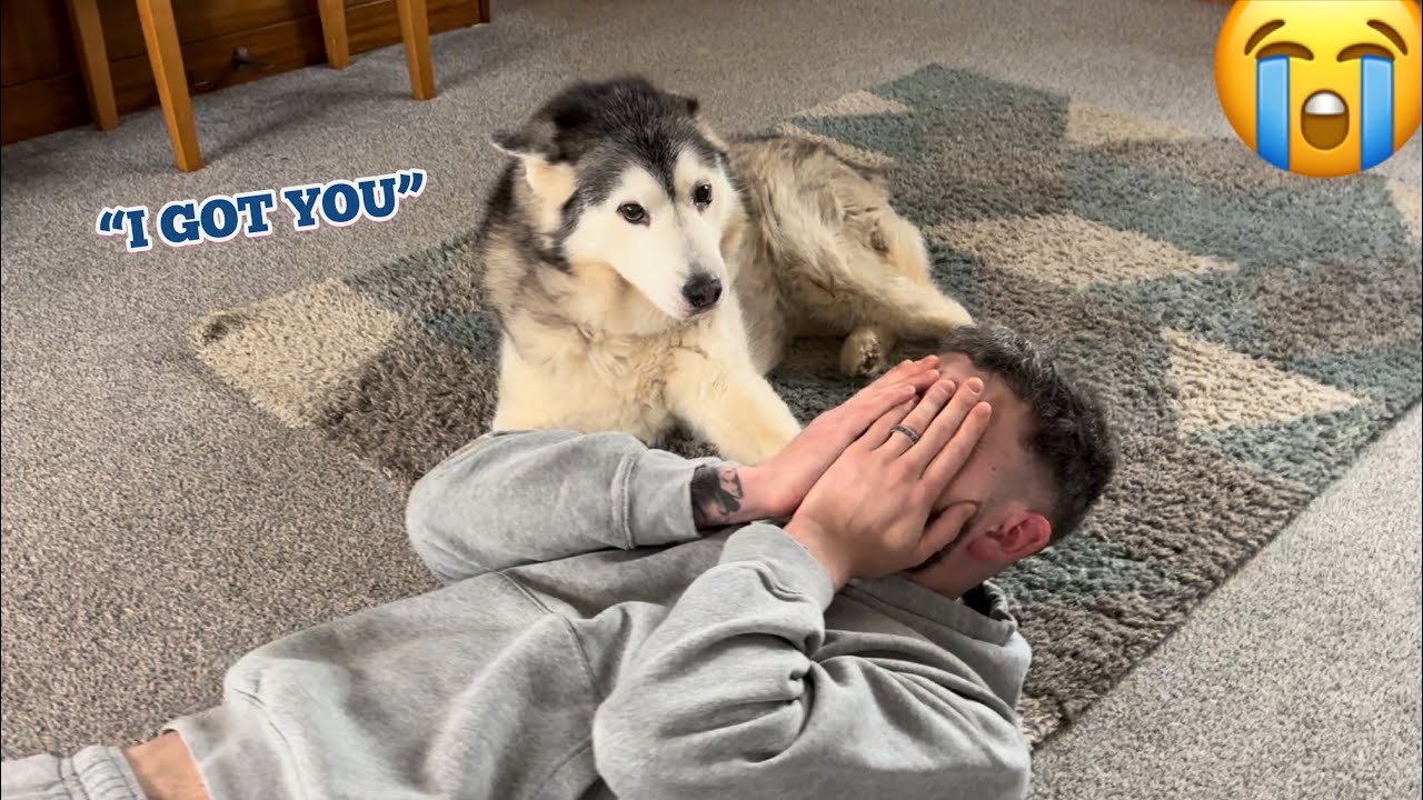 Fake Hurt Prank On All 3 Of Our Huskies!!😮. [BEST REACTIONS EVER ...