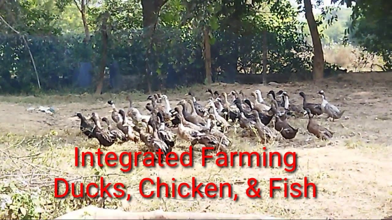 Visited Integrated Farm, Ducks, chicken & Fish, रोजगार - YouTube