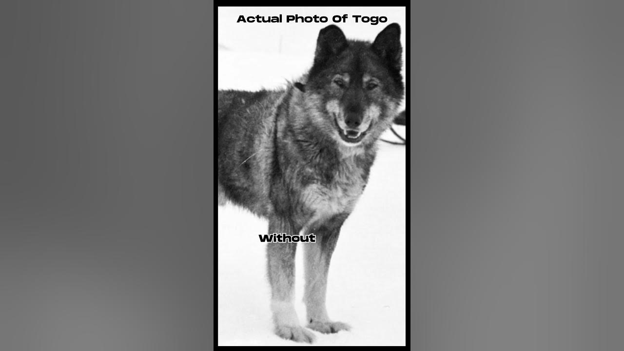 The Dogs That Saved A Town | Nome 1925 Serum Run #history #truestory # ...