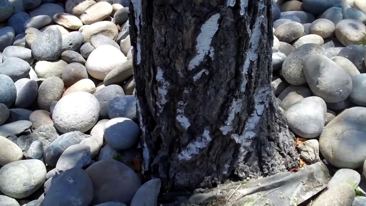 (83) Birch Trees in decline. What's wrong? - YouTube