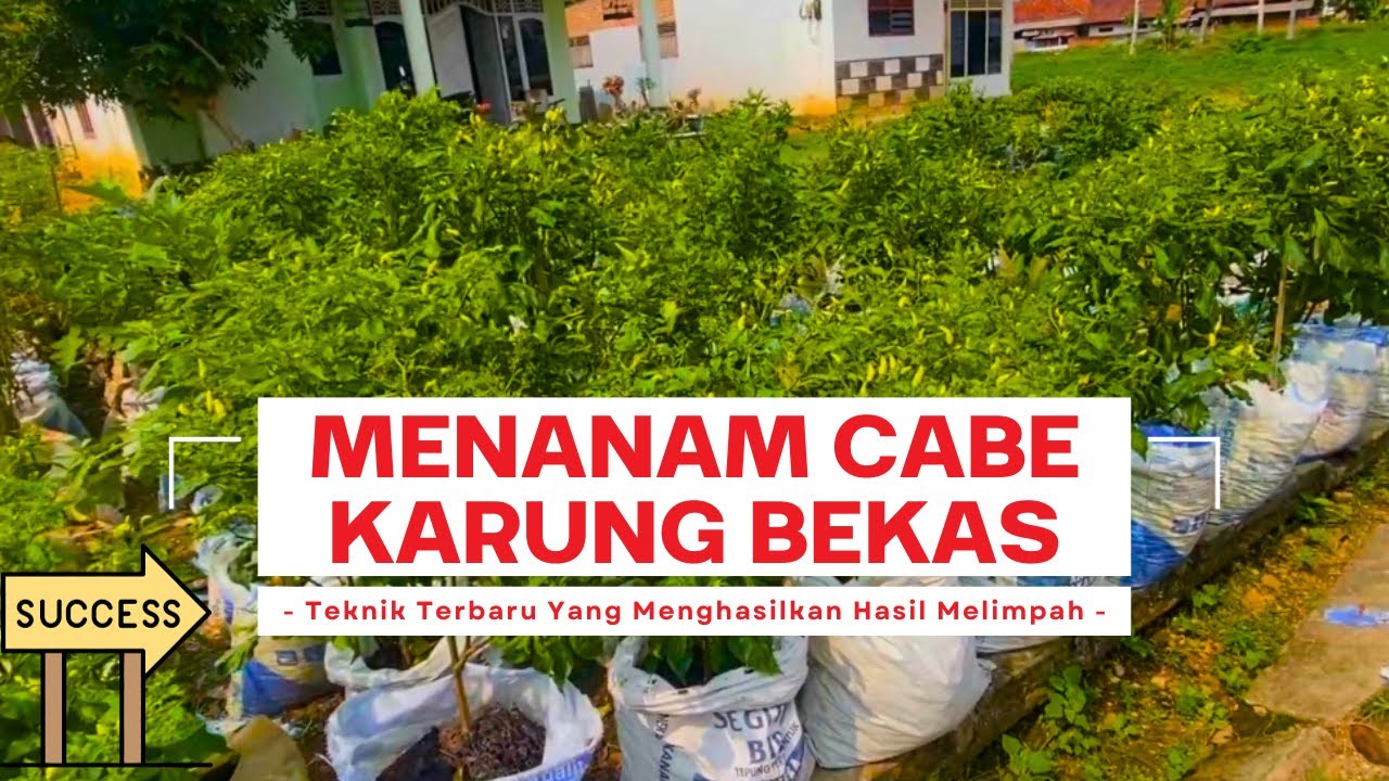 Cara Menanam Cabe di Karung Bekas - YouTube