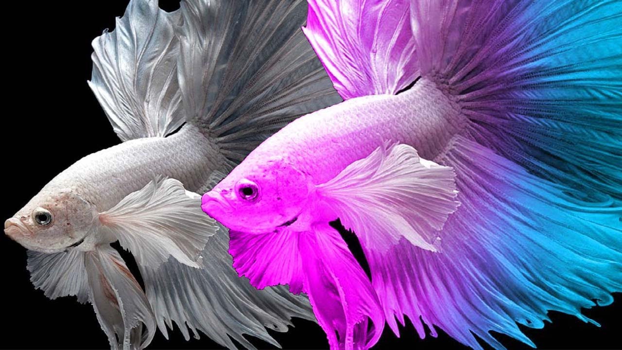How to use gradient color on fish in photoshop Cc with Lets Design ...