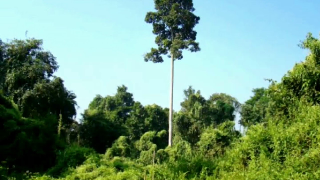 India- States Tree Symbol - YouTube