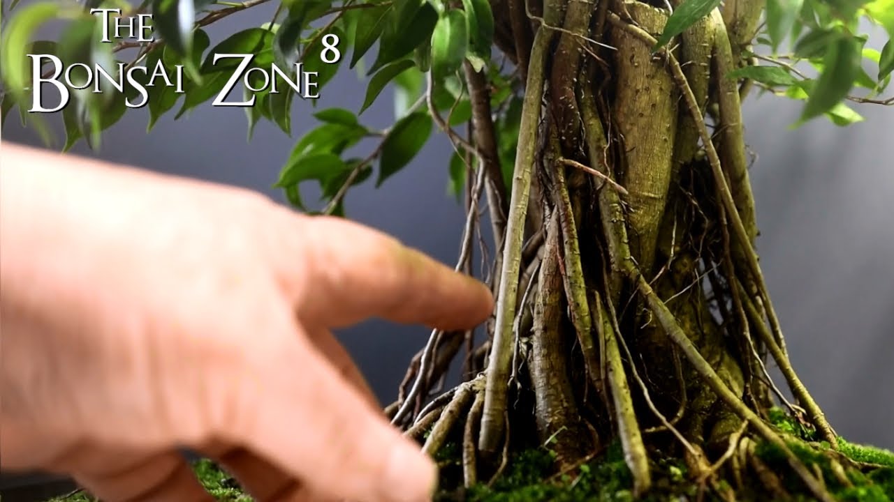 Aerial Roots Bonsai