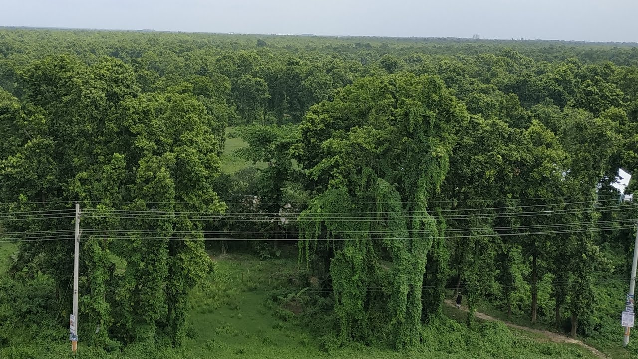 Natural beauty of Gazipur national park - YouTube