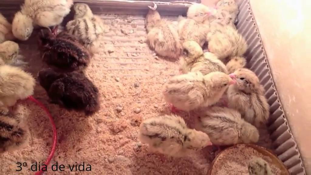 Nacimiento de Codornices en una incubadora casera y la cría hasta los ...