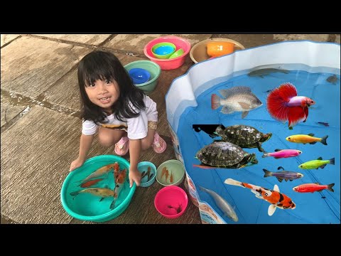 Mencampur ikan koi slayer,cupang,guppy guppy,nila,mas |Maira comel ...