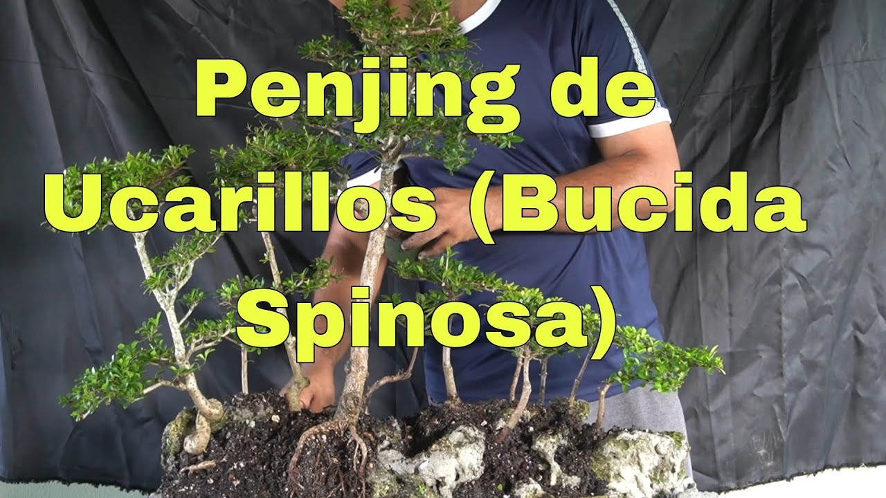 COMO HACER UN PENJIN DE BONSAI DE UCARILLOS - YouTube