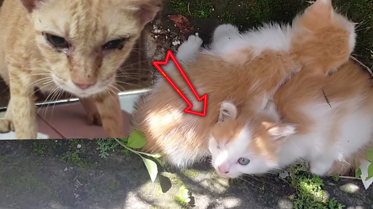 Treating and Feeding Homeless Street Cats Who Have Miserable Conditions | Animal Rescue - YouTube