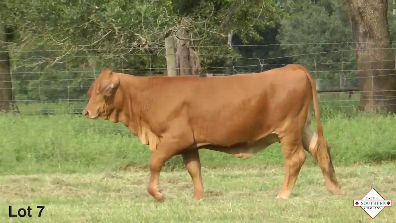 Lot 7 Southern Cattle Co - YouTube