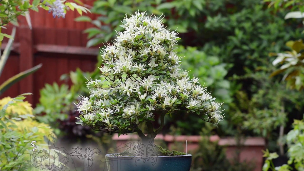 #Satsuki #azalea ~ #皋月杜鹃 #Senbazuru ~ #千羽鶴 - YouTube