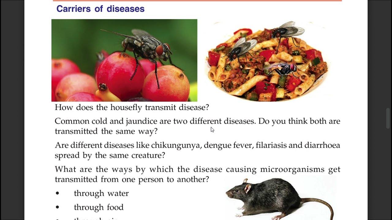 STD 5 BASIC SCIENCE CHAPTER 8 KEEPING DISEASES AT BAY PAGE 97 SCERT Kerala State Syllabus - YouTube