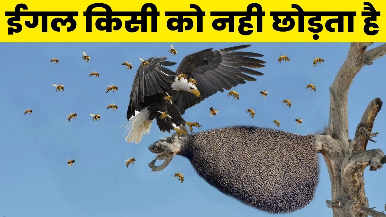 जब ईगल को गुस्सा आता है तो चीड़ फाड़ देता है | Most Dangerous Eagle Attacks Caught on Camera ...