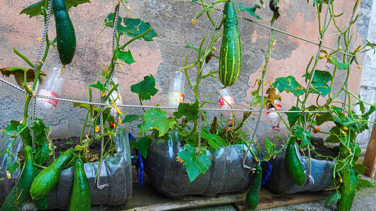 Easy Way to Grow Cucumbers in Old Plastic Bottles at Home with Many ...